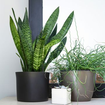 Best plants for condensation and damp – 7 easy-care options | Ideal Home