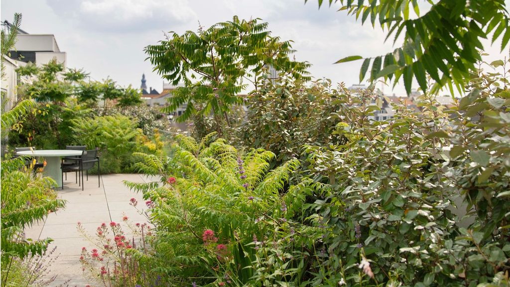 How and when to prune laurel: keep its growth in check | Homes and Gardens