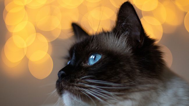 32 fun facts about ragdoll cats | PetsRadar