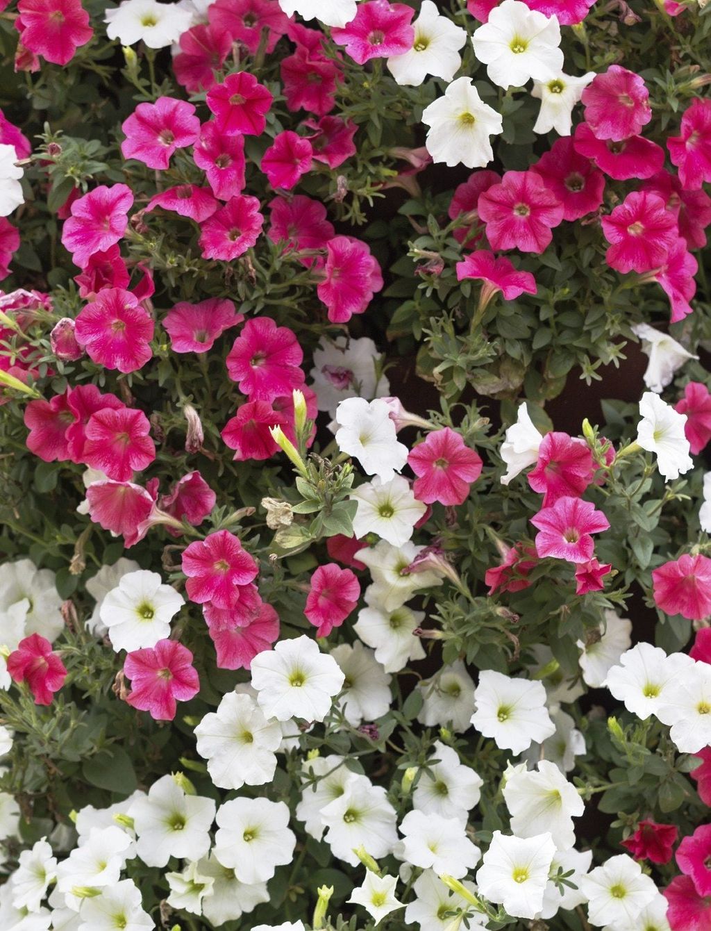 Different Types of Petunias: Learn About The Varieties Of Petunias ...