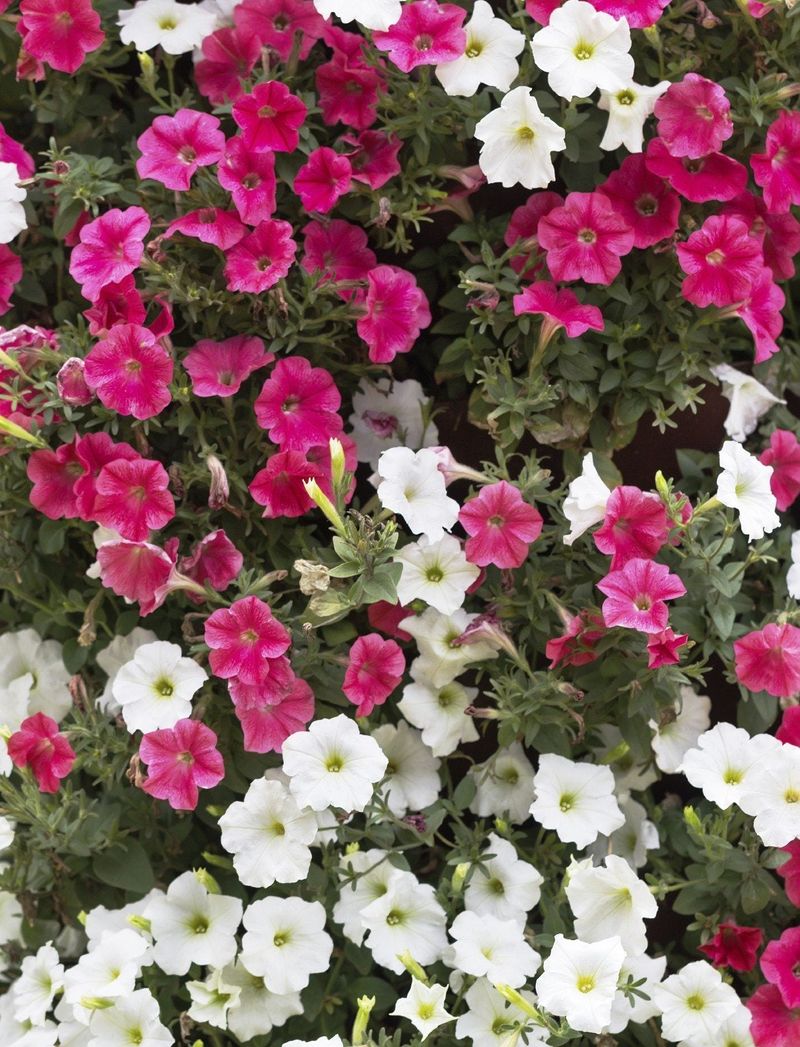 Tips & Information about Petunias | Gardening Know How