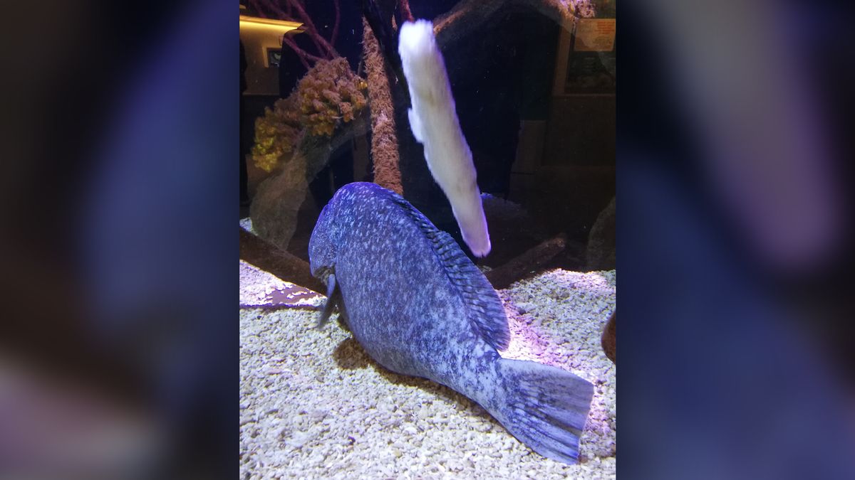 Famous fish that ate all his friends gets cheered up by 16th birthday ...