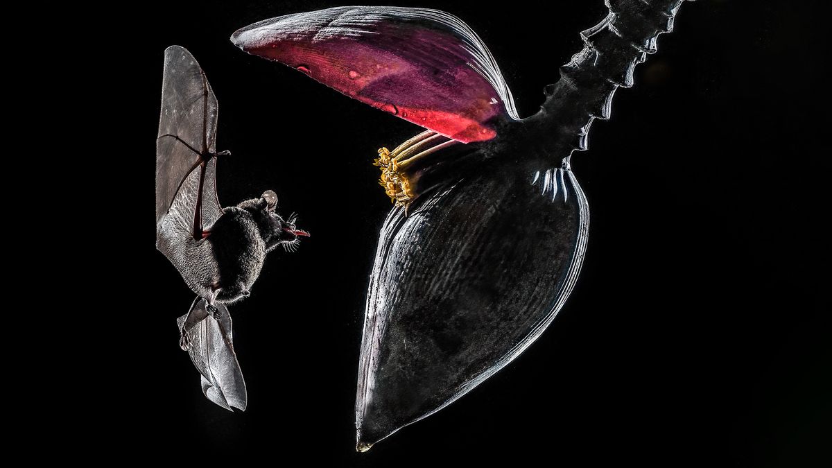 Stunning image of flying bat scoops LCE Photographer of the Year 2024 ...