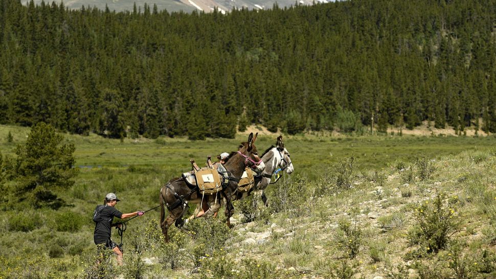 Burro racing: Colorado’s most unique running event | Advnture