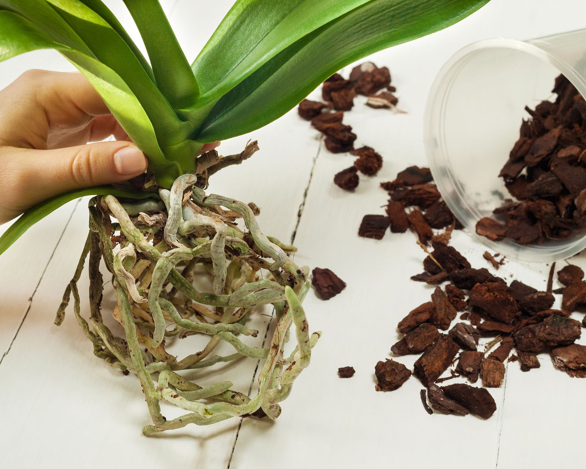 How To Revive An Orchid: 5 Ways To Bring It Back To Life | Gardening ...