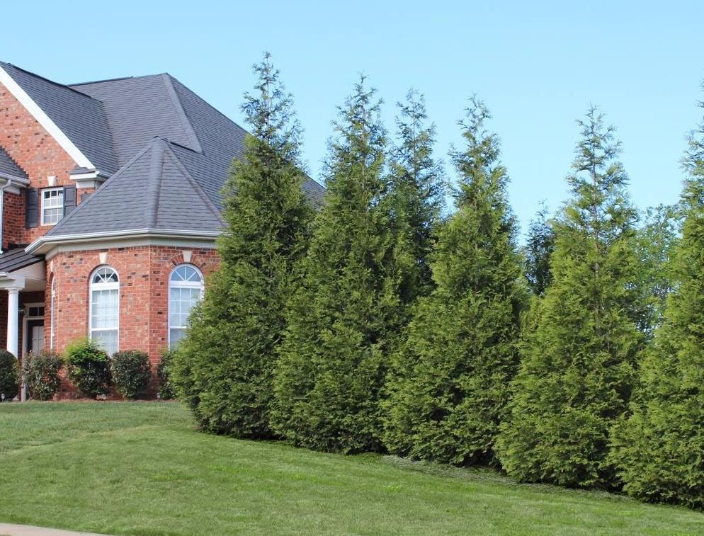 6 "Living" Privacy Fences That Stop Your Yard Feeling Overlooked — and ...