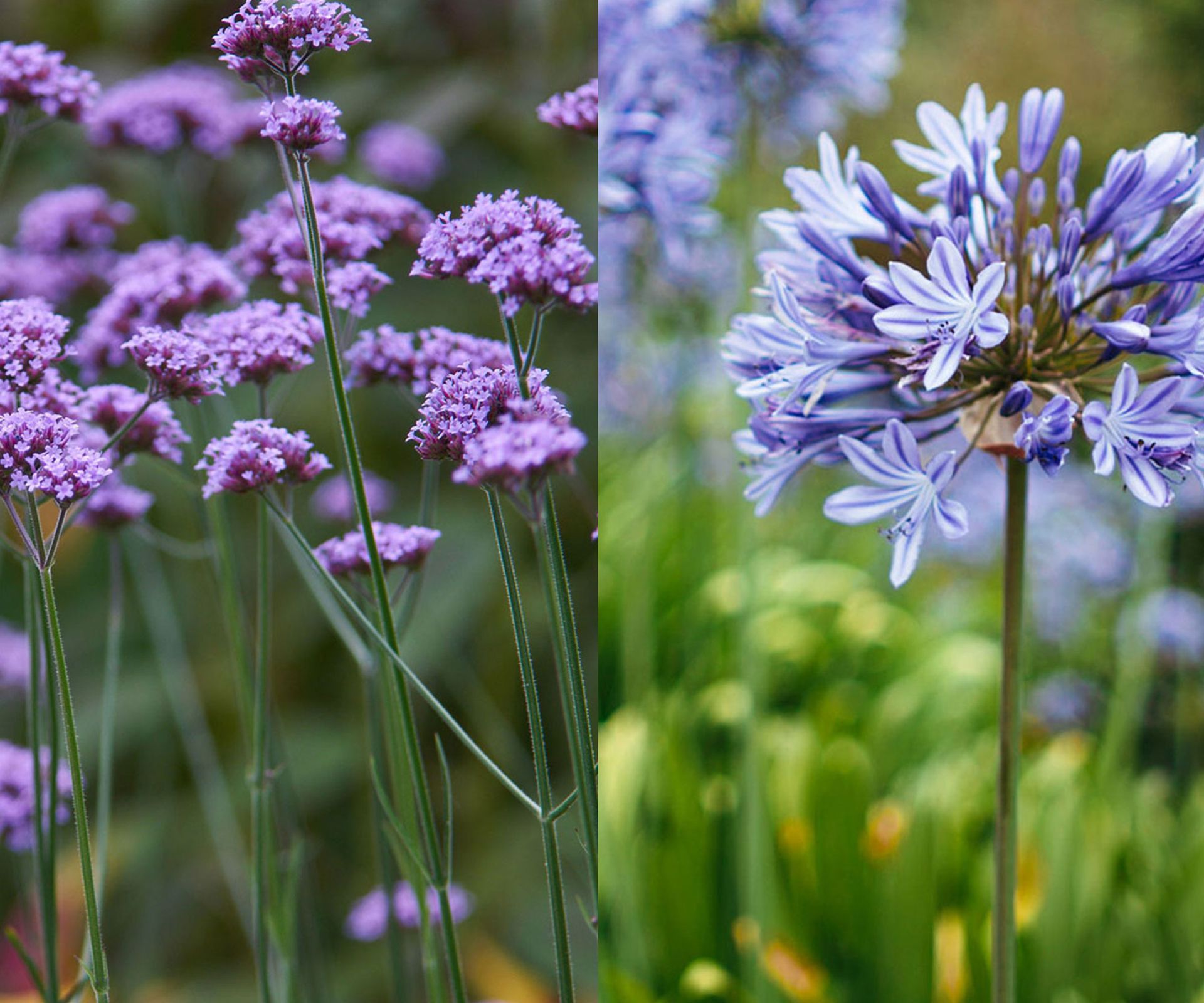 Perennials to pair together – how to choose harmonious combinations ...