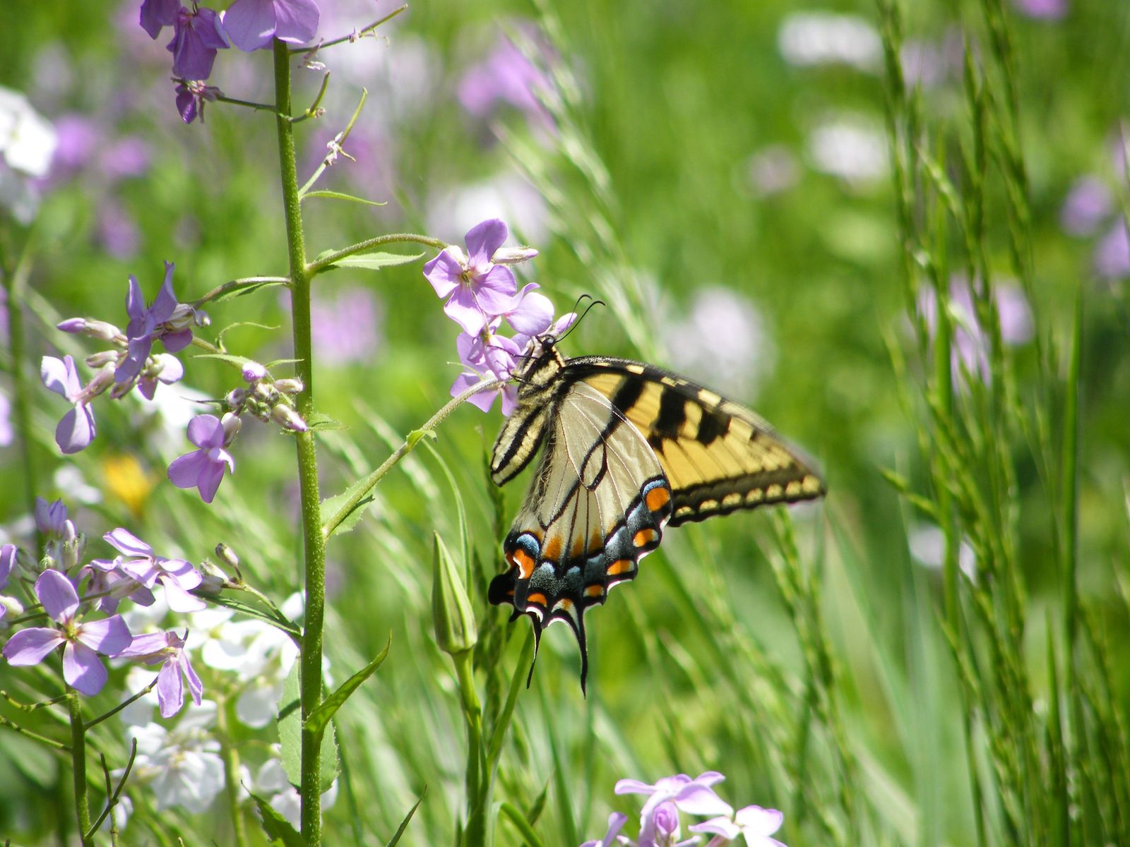 How to plant a wildflower meadow in your garden: try this alternative ...