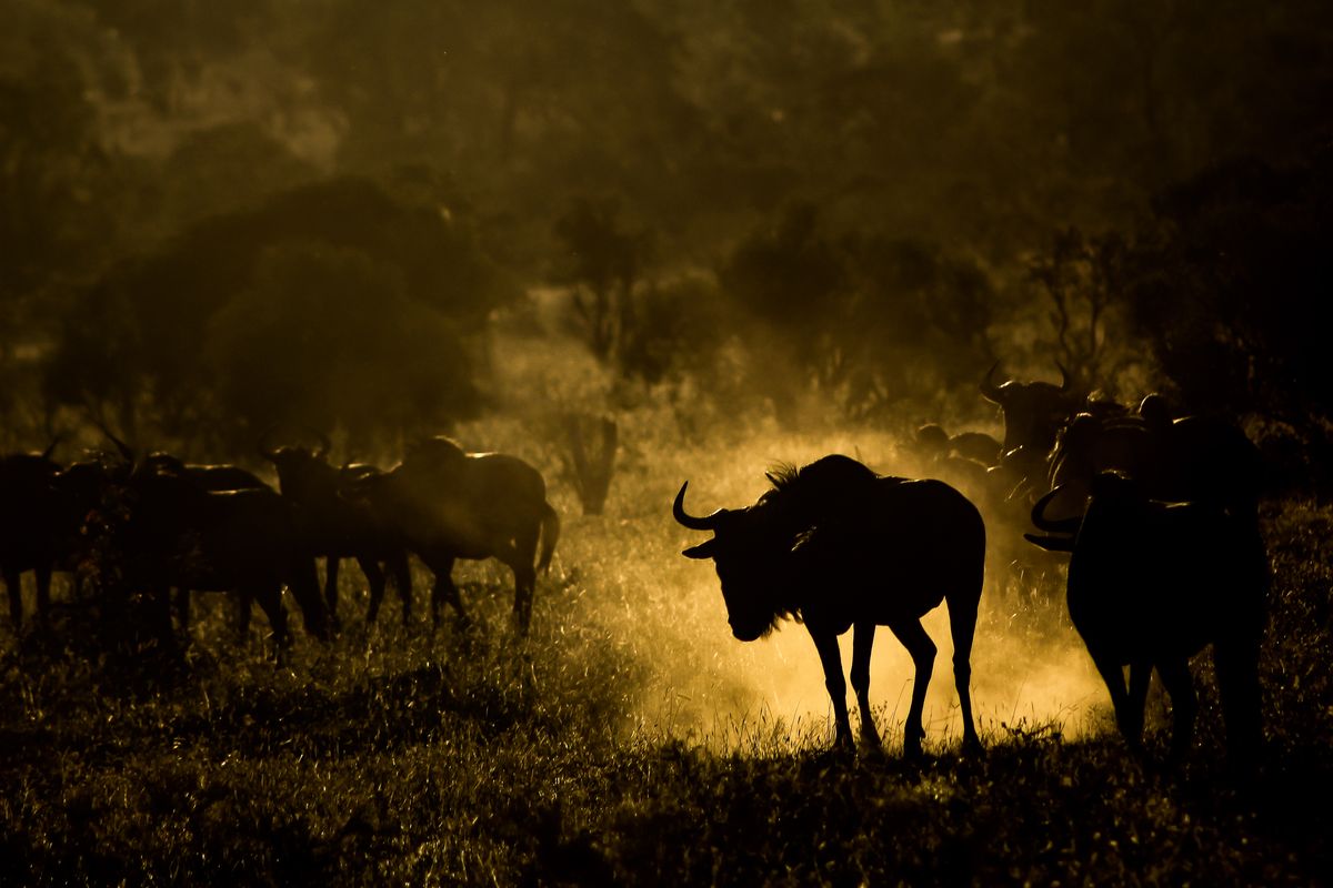Canon teaches young people wildlife photography to help preserve ...