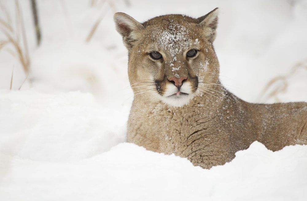 Animal Gallery: Fun in the Snow | Live Science