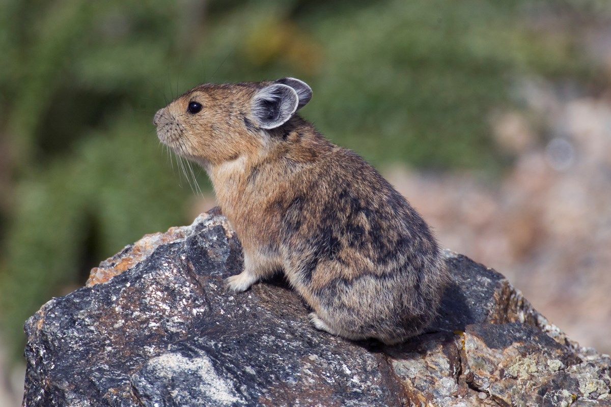 Photos of the Pika, North America's Cutest Mammal: Page 2 | Live Science