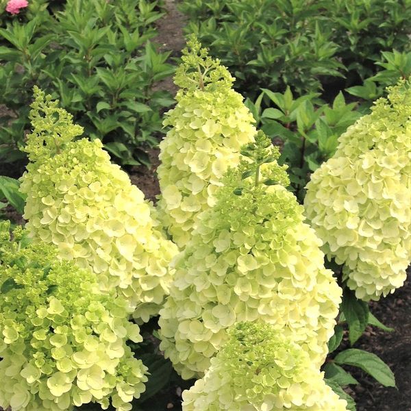 When to prune panicle hydrangeas - expert trimming tips | Homes and Gardens