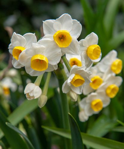 How and when to plant daffodil bulbs for spring flowers | Gardeningetc