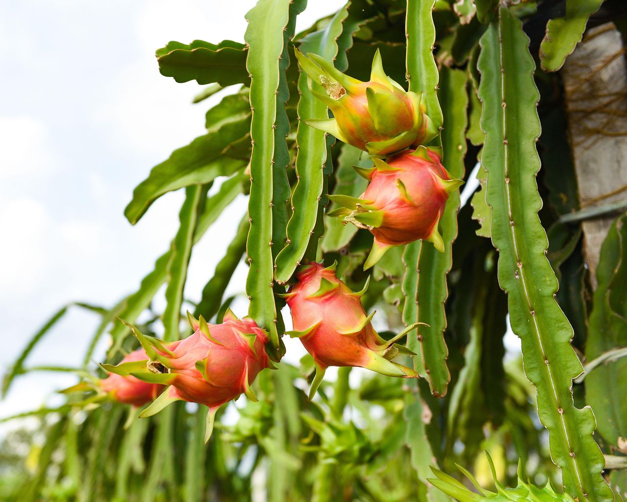 Succulent garden ideas: 14 looks for a stylish outdoor oasis | Gardeningetc