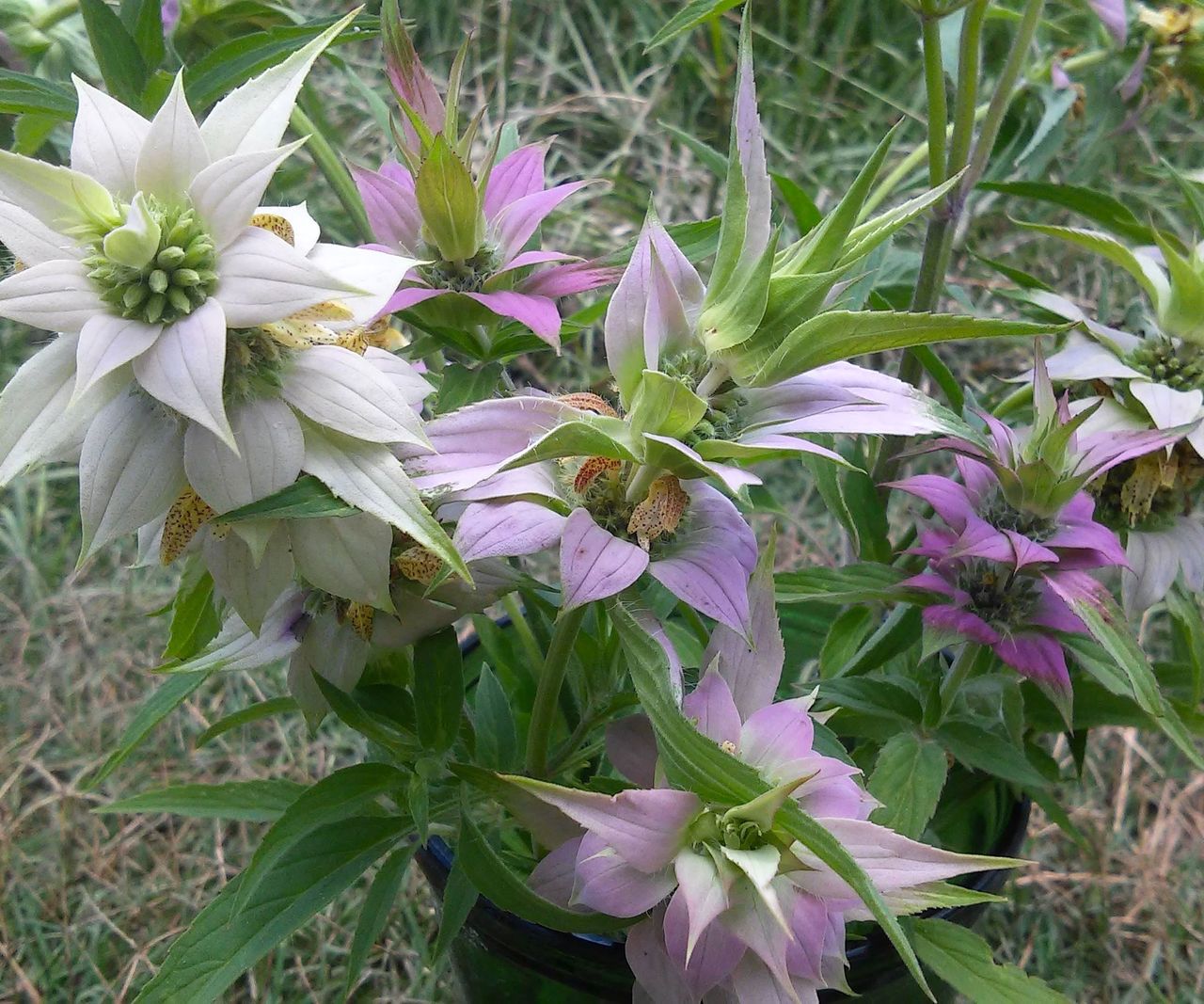 Grow Horsemint: Cultivate Pollinator-Friendly Spotted Bee Balm ...