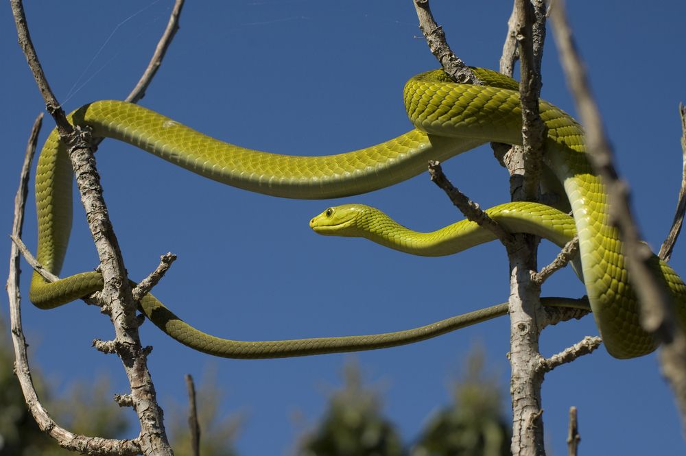 Black Mamba Facts | Live Science