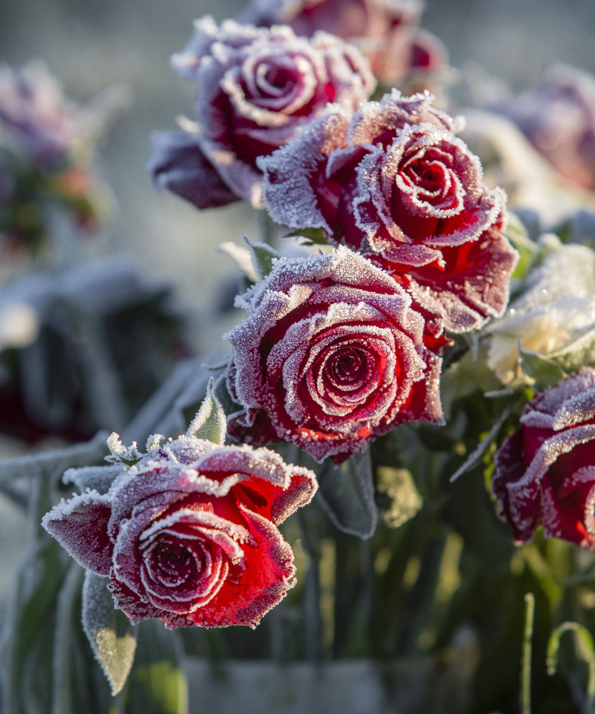 How to care for Knock Out roses - tips for healthy shrubs | Homes and ...