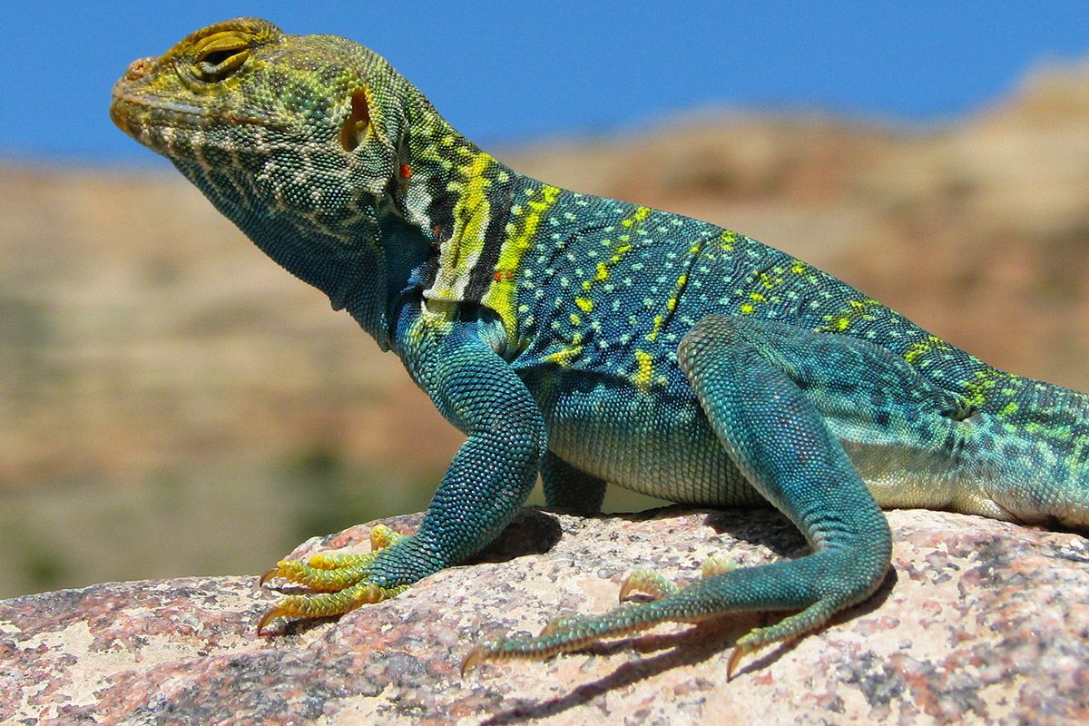 13 Extremely Weird Animal Feet: Page 2 | Live Science