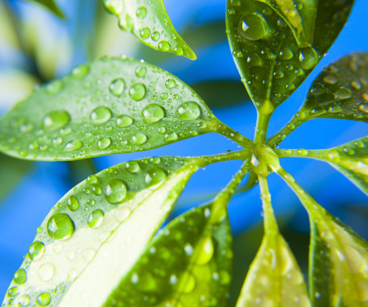 How to care for an umbrella plant: Expert advice | Homes and Gardens
