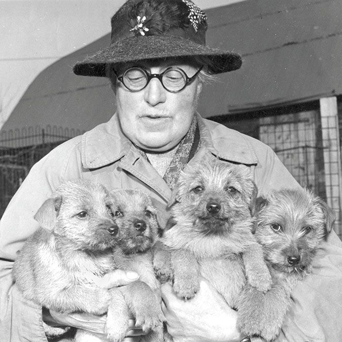 Let’s ’ear it for the Norfolk terrier, the dog that can't help but ...