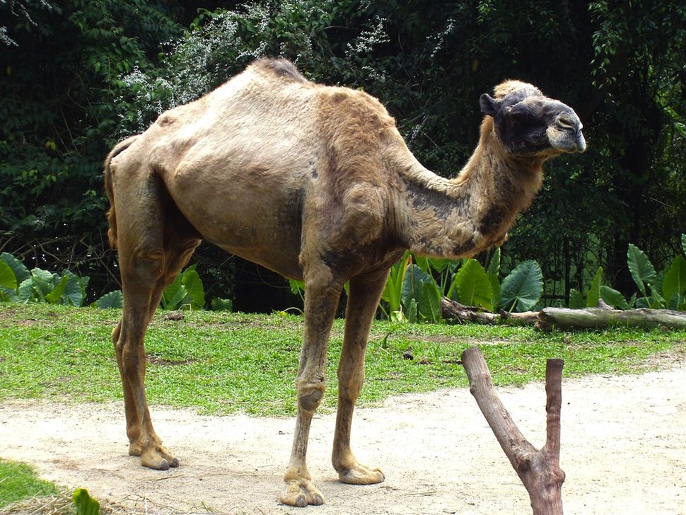 Camels: Facts, Types & Pictures | Live Science