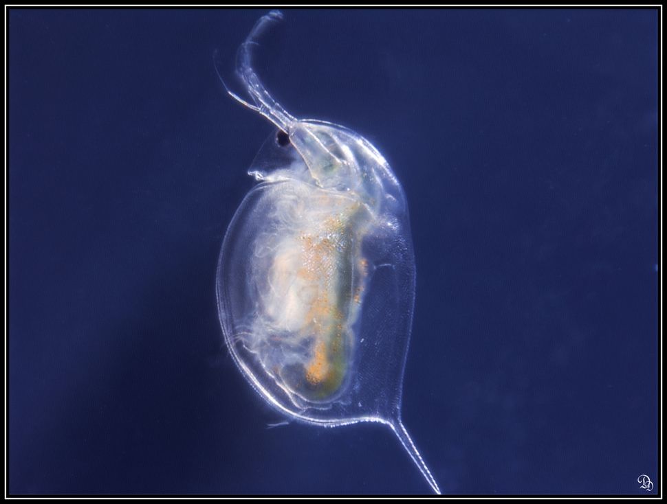 Skin Shedders: A Gallery of Creatures That Molt | Live Science