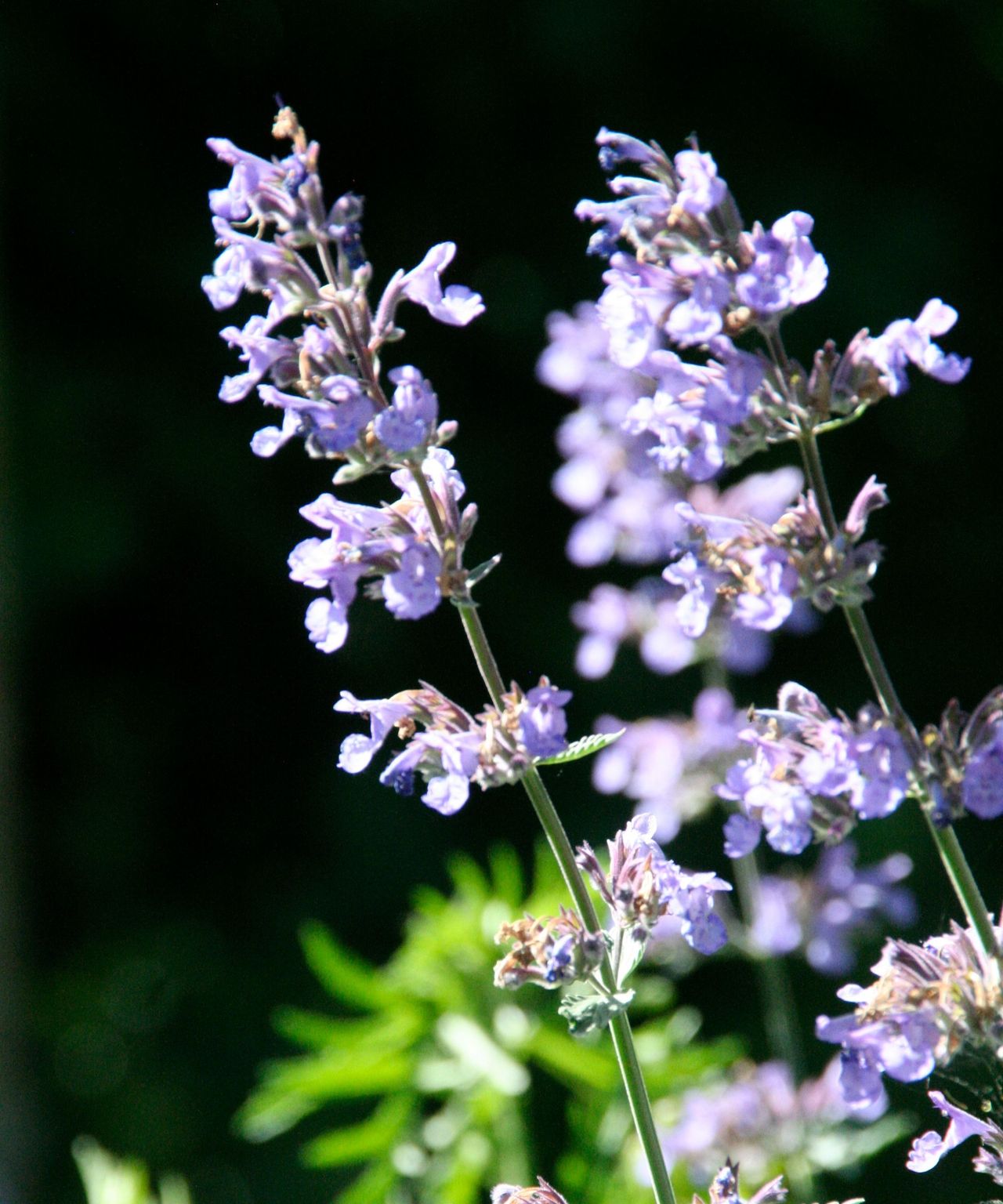 Catmint vs catnip: what is the difference? | Homes and Gardens