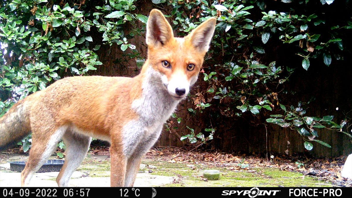 Spypoint Force-Pro trail camera review | Digital Camera World