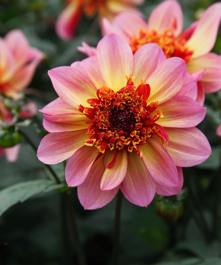 Types of dahlias: 23 beautiful varieties to grow | Gardeningetc