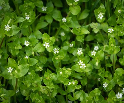 How to get rid of chickweed: quick tips for this weed | Homes and Gardens