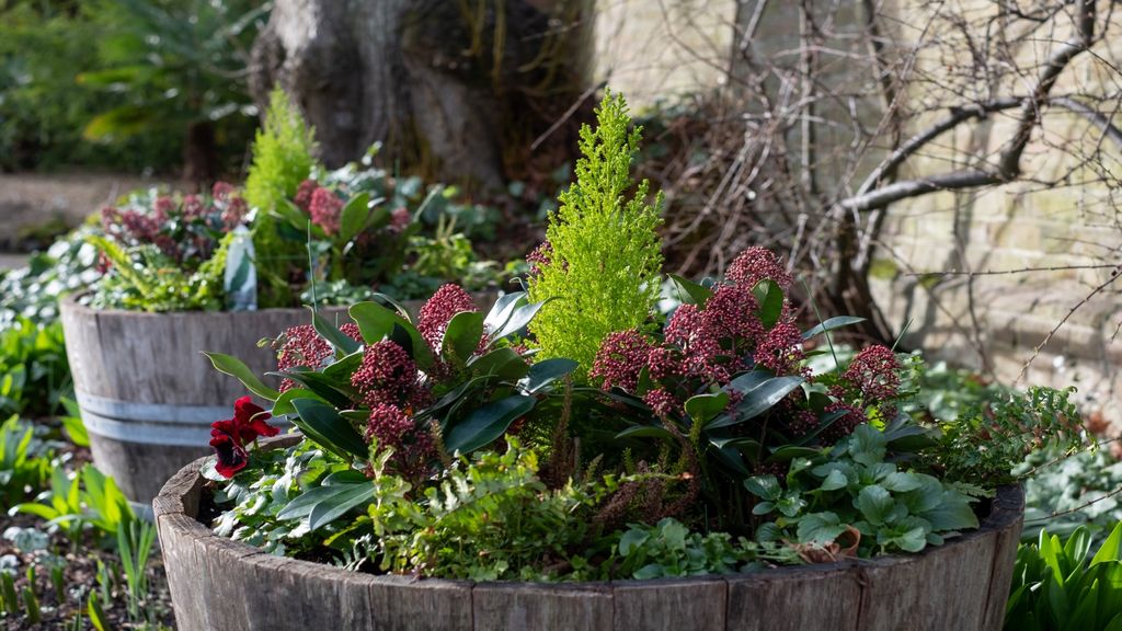 Best fragrant evergreens: expert-approved scented planted | Homes and ...