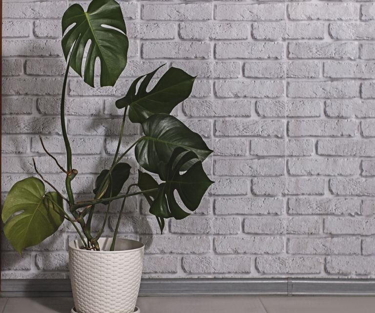 Best tall indoor plants: 10 large houseplants to add impact | Homes and ...