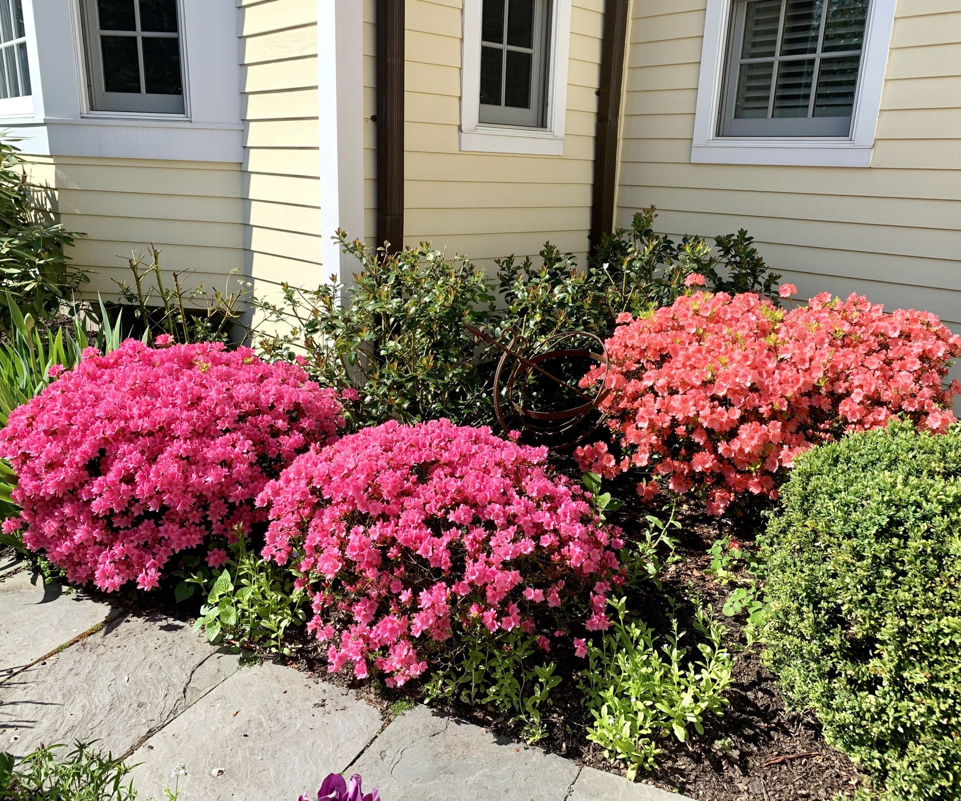 Azalea diseases: expert tips for spotting and solving issues | Homes ...