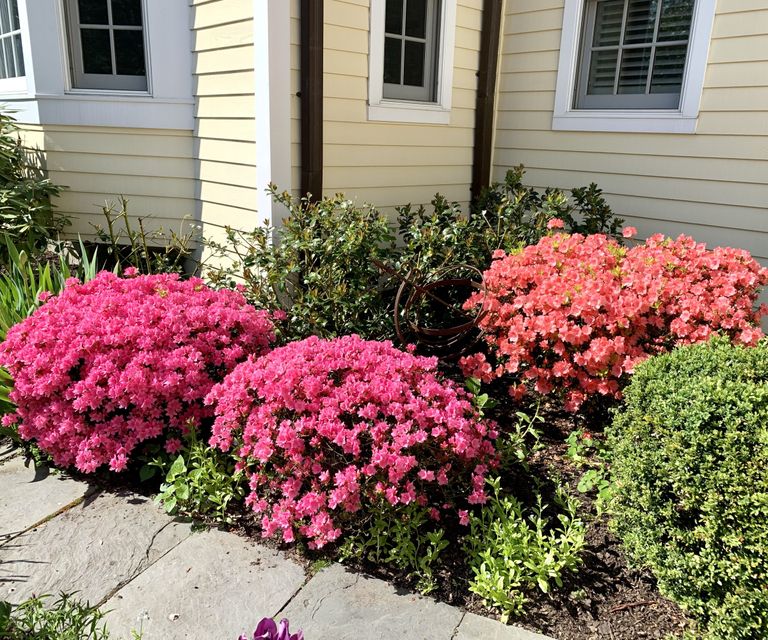 Azalea diseases: expert tips for spotting and solving issues | Homes ...
