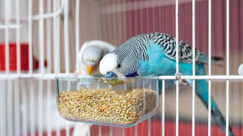 32 tips for taking care of pet birds | PetsRadar