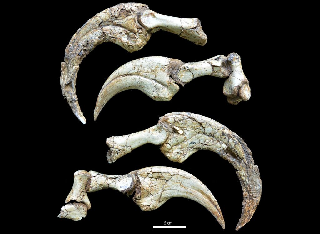 'Exquisitely preserved' ginormous claws from Mongolia reveal strange ...