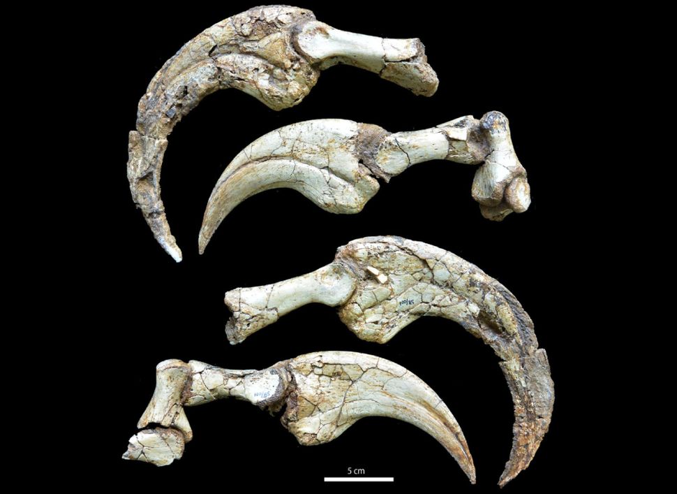 'Exquisitely preserved' ginormous claws from Mongolia reveal strange ...