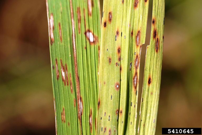 Rice Narrow Brown Leaf Spot: Controlling Rice With Narrow Brown Leaf ...