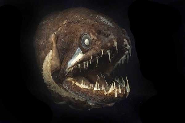 In photos: Spooky deep-sea creatures | Live Science