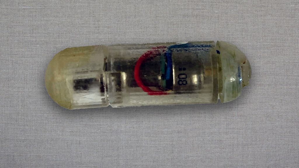 A vibrating pill could help treat obesity, pig study finds | Live Science