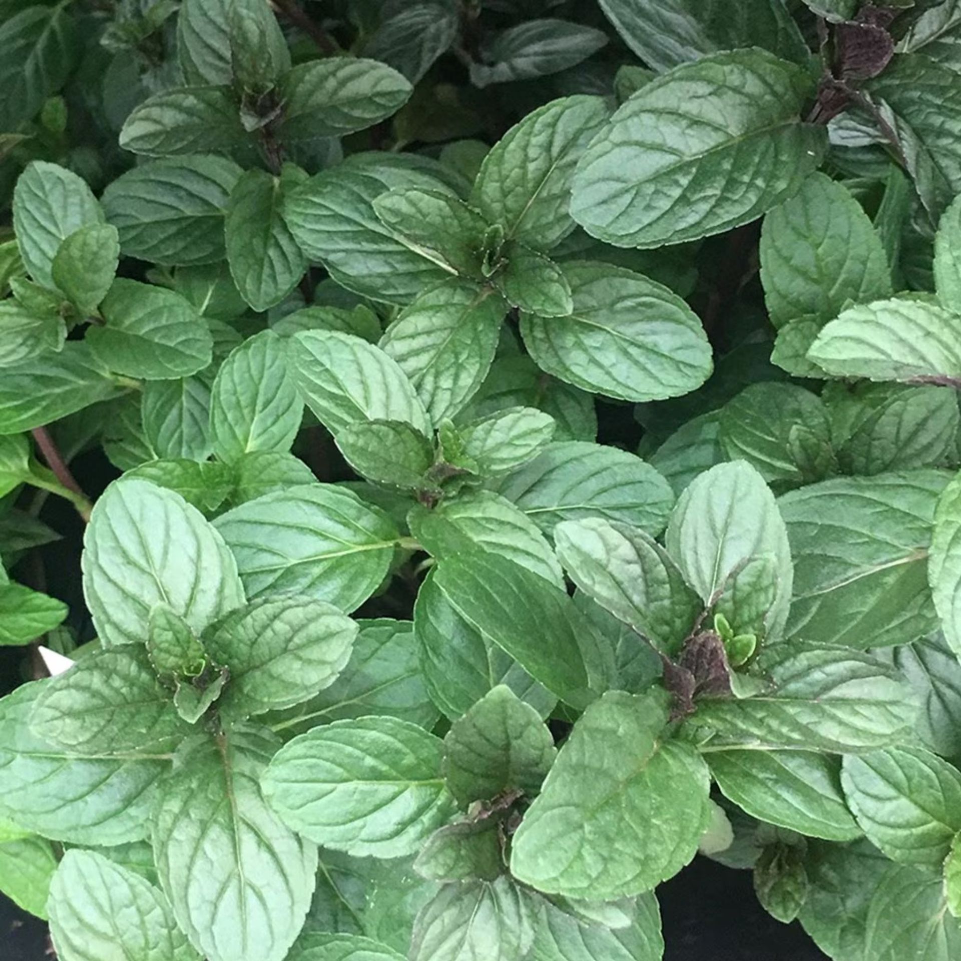 How to grow mint from seed like a gardening pro | Ideal Home