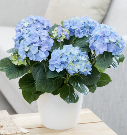 5 of the Best "Blue" Houseplants for a Calm Home | Livingetc