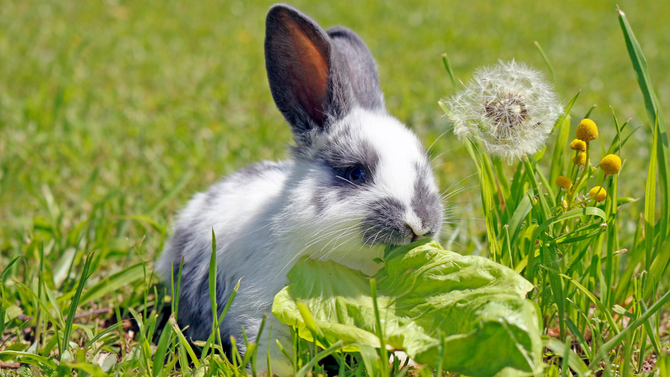 How long can rabbits go without food? | PetsRadar