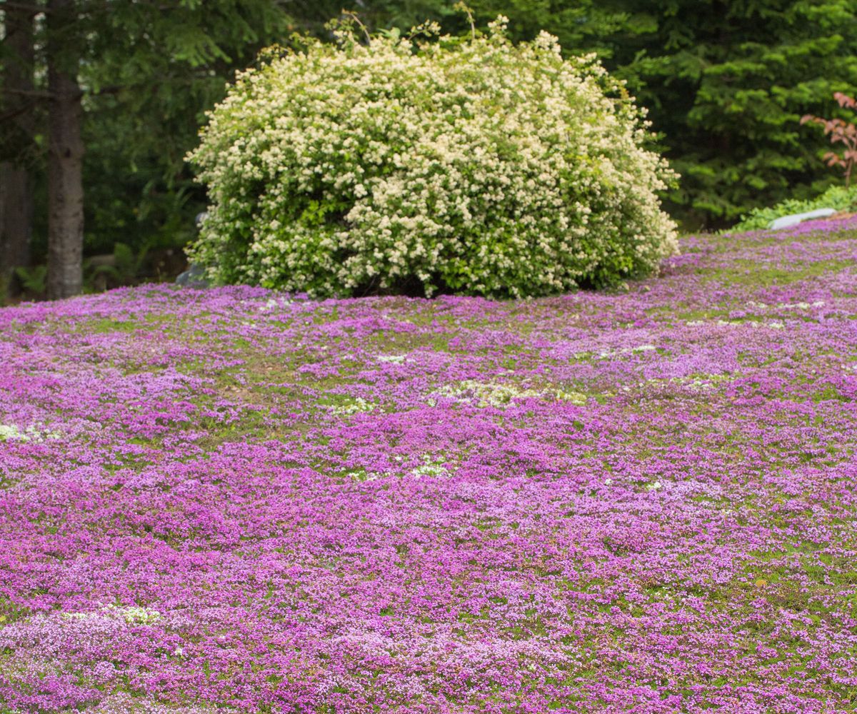 Thym rouge rampant — les experts en jardinage partagent la vérité sur ...