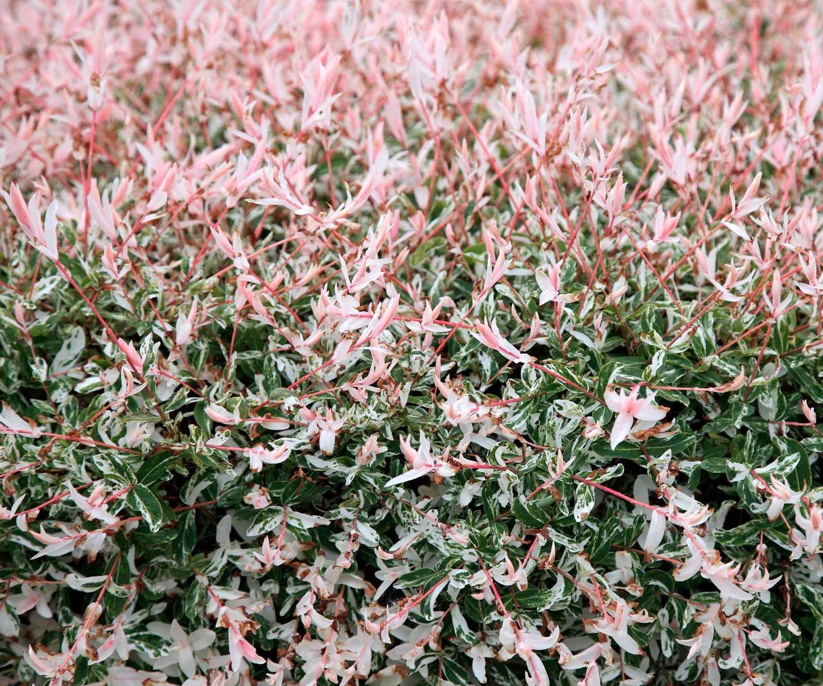 Best front yard hedges for privacy – 10 leafy choices | Homes and Gardens
