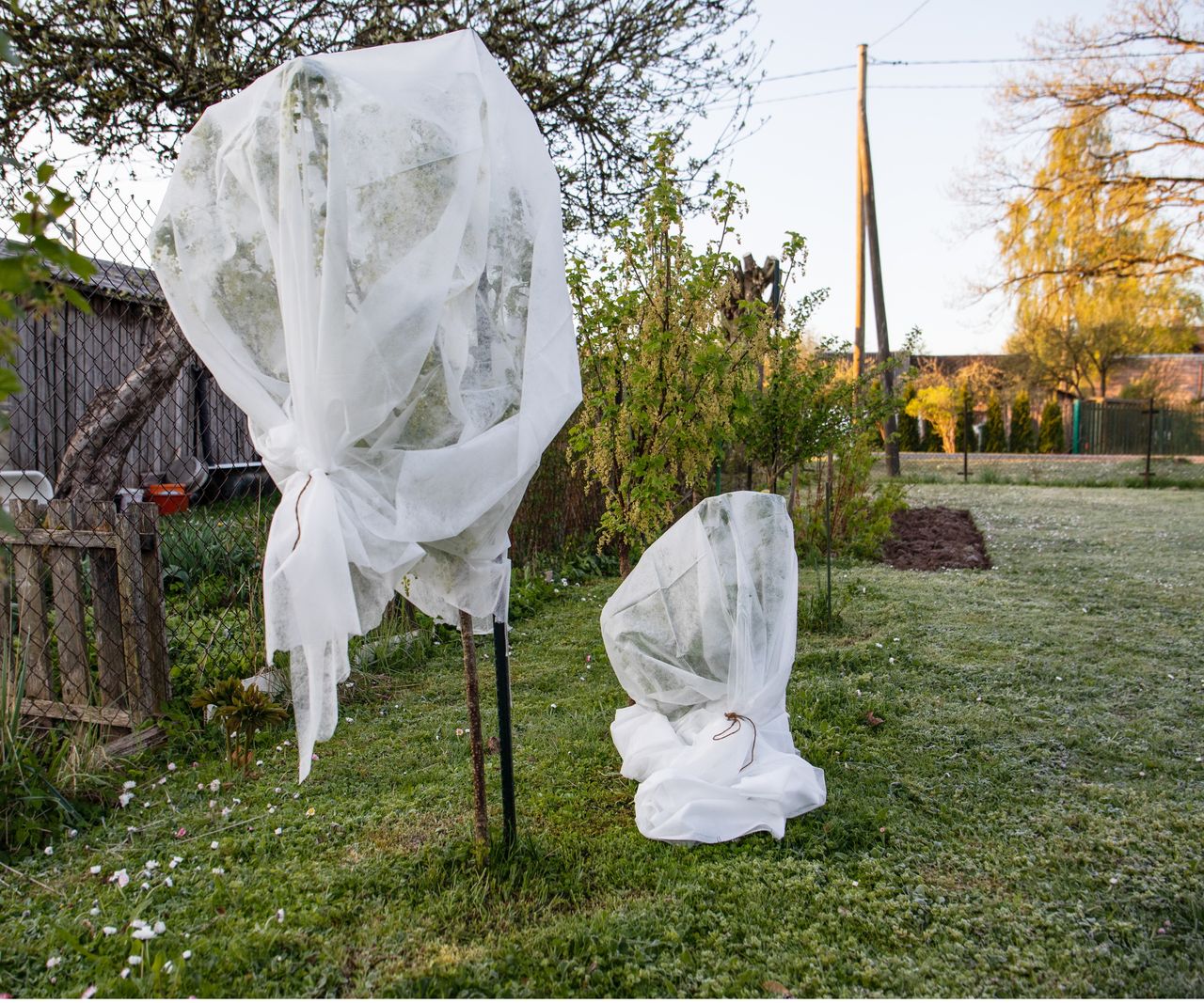 What is winter burn and how can you prevent it? | Homes and Gardens
