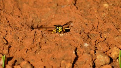 How to Keep Yellowjackets From Nesting in Your Yard | Gardening Know How