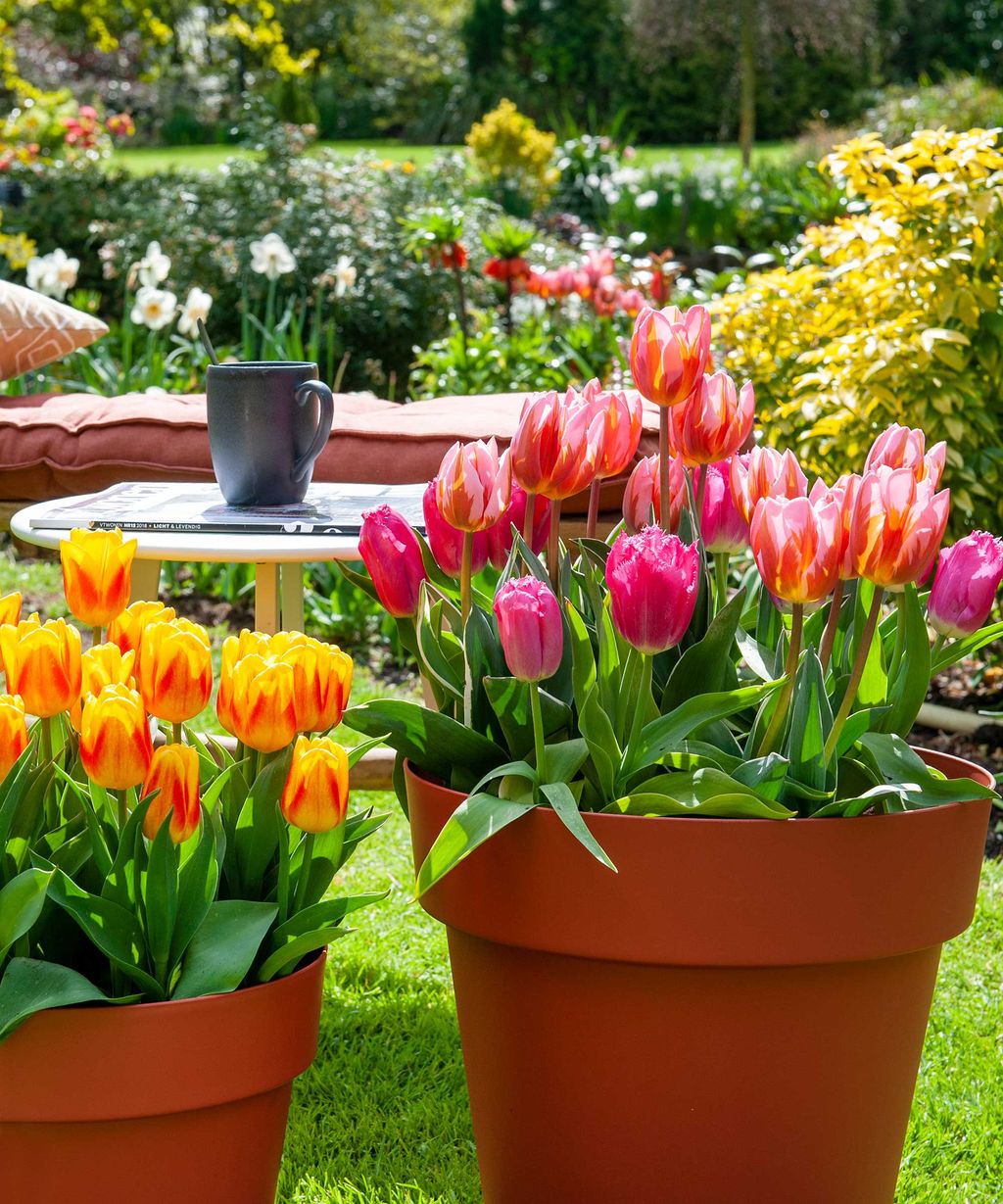 How and when to plant tulip bulbs: expert advice | Gardeningetc