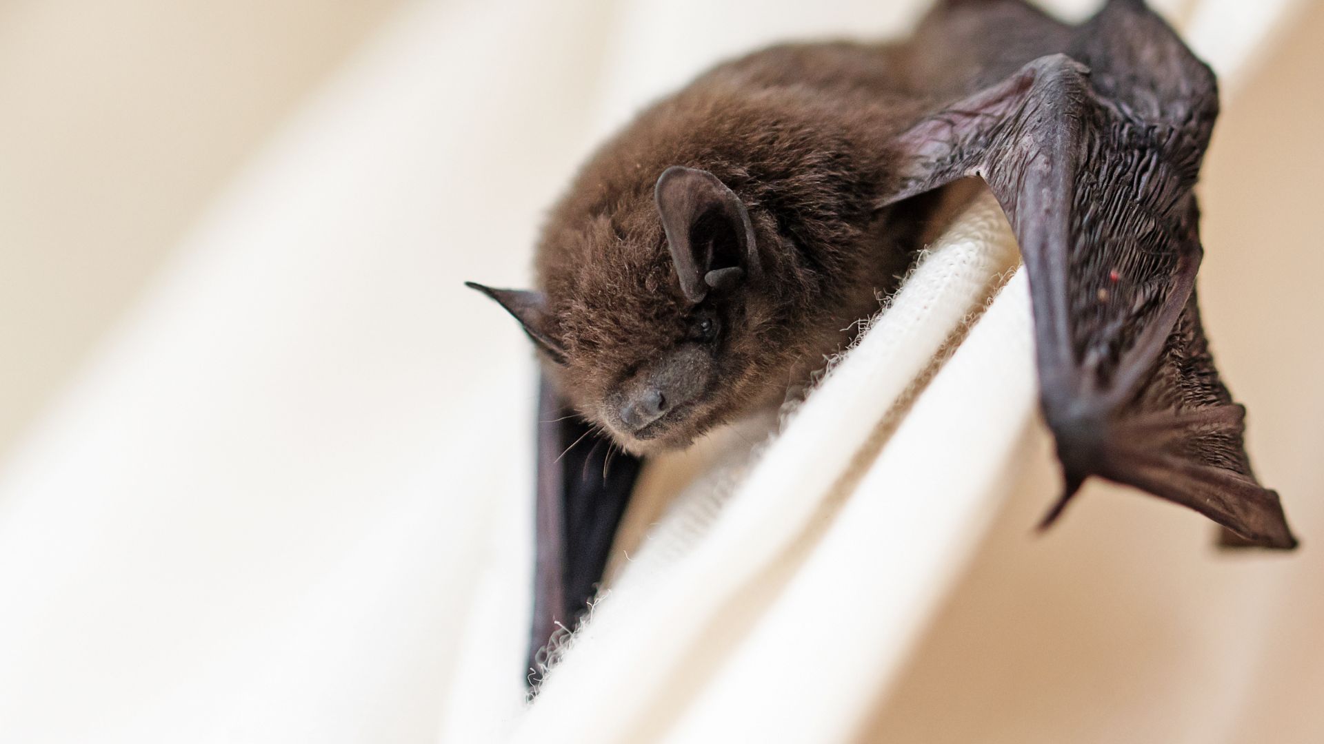 5 signs you may have bats roosting in your home, say experts | Woman & Home
