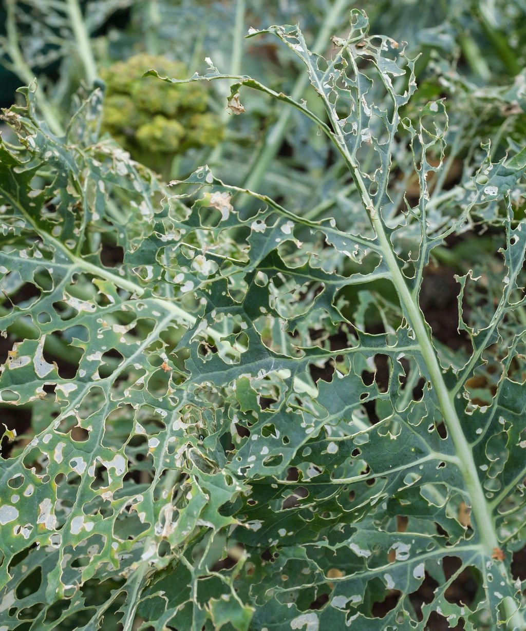 How to grow calabrese: our green broccoli planting guide | Gardeningetc